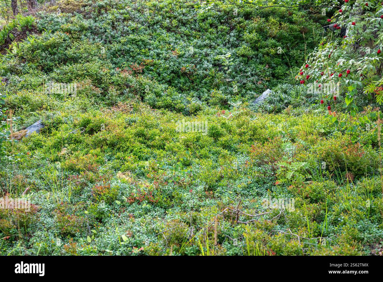 Jollas district hi-res stock photography and images - Alamy