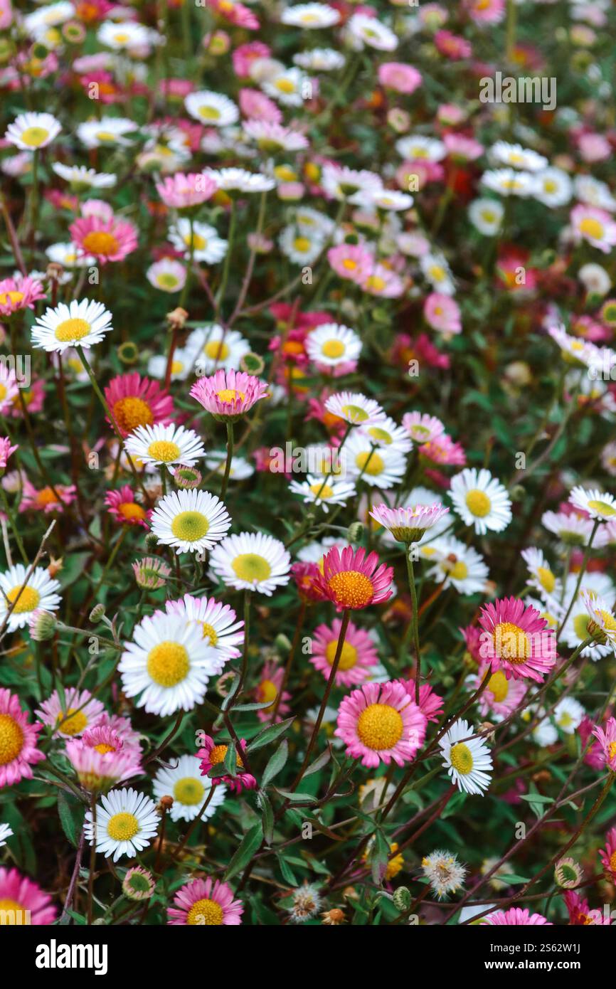 Natural English Daisies growing together. White and pink daisies ...