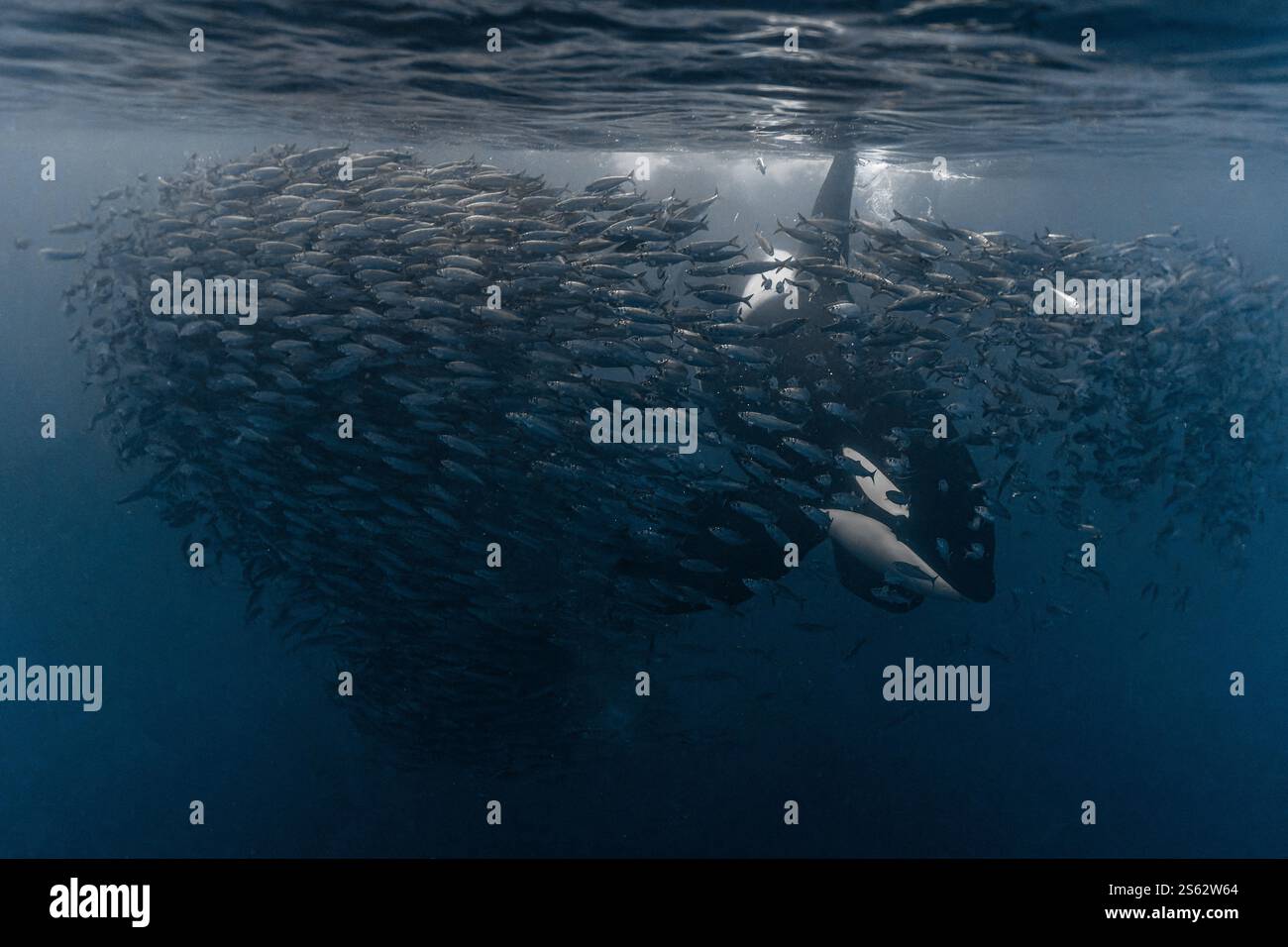 Norway. 16th Nov, 2022. Male Orcas (orcinus orca) hunting herring in ...