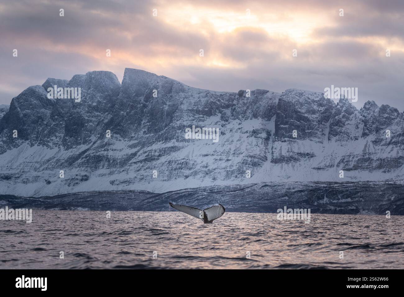 Norway. 14th Nov, 2021. Landscape with a humpback whale diving in the ...