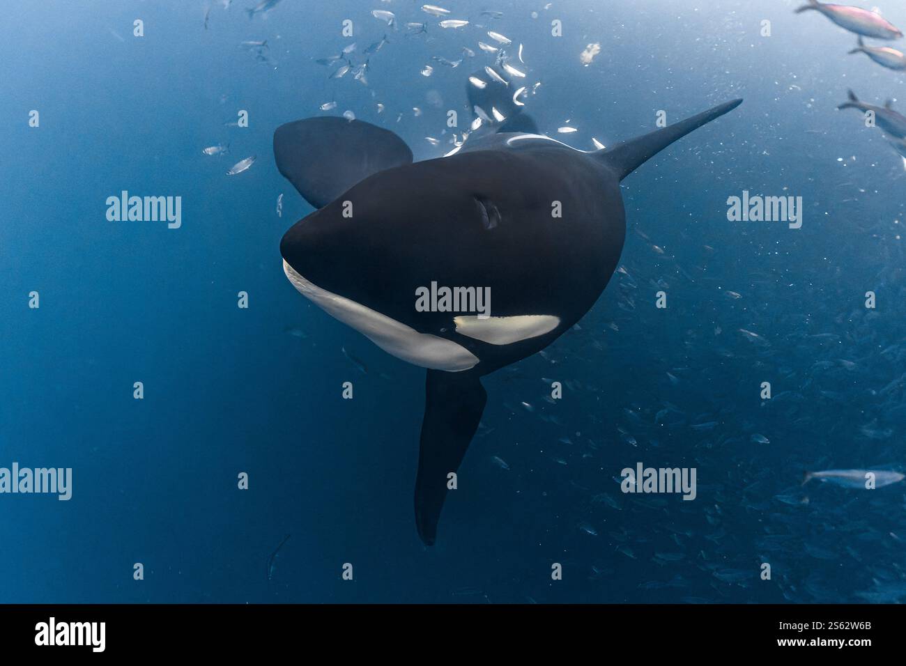 Orca (orcinus orca) crossing bait ball of herring in Norway, Skjervoy ...