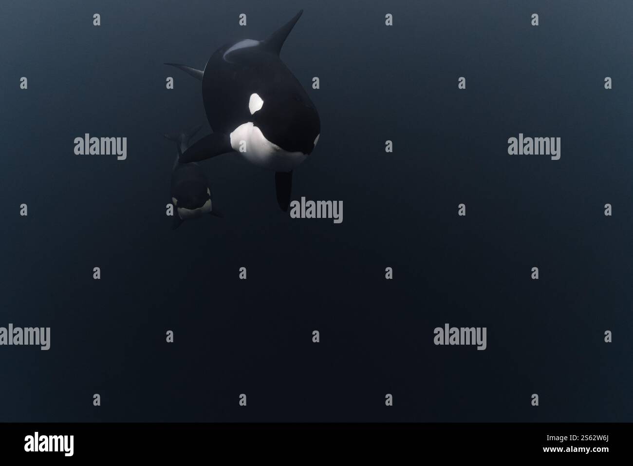 Orca female and her baby (orcinus orca) during a close encounters in ...