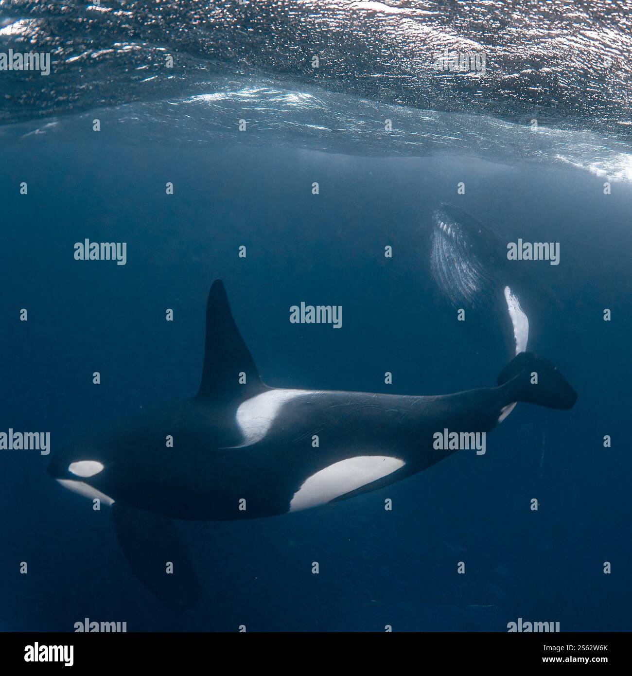 Norway. 04th Nov, 2024. Orca (orcinus orca) and humpback whale in one ...