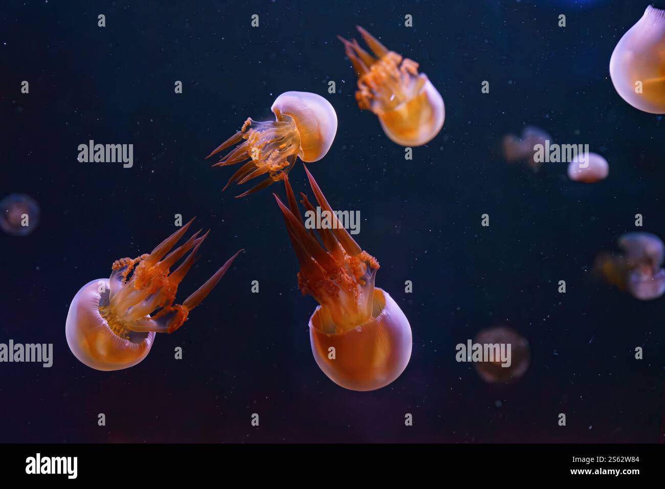Group of jellyfish floating underwater aquarium pool illuminated with ...