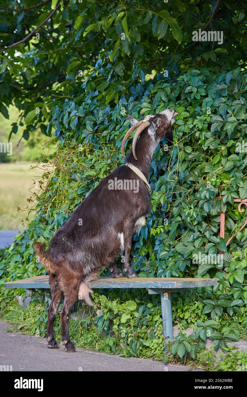 Goats have entered the bushes to eat grass Stock Photo - Alamy