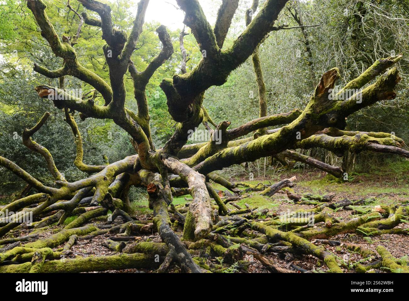 Branches of a fallen tree covered in moss in a spooky, misty forest or ...