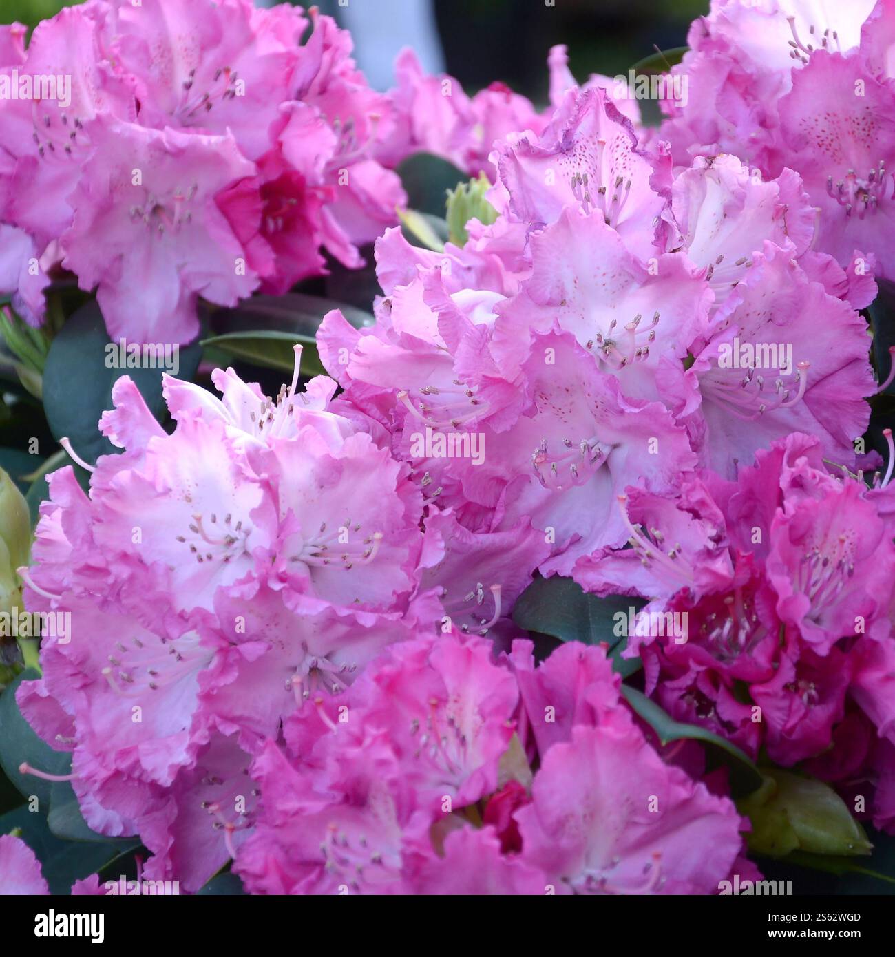 A large bush blooming Rhododendron in the botanical garden. Many pink ...
