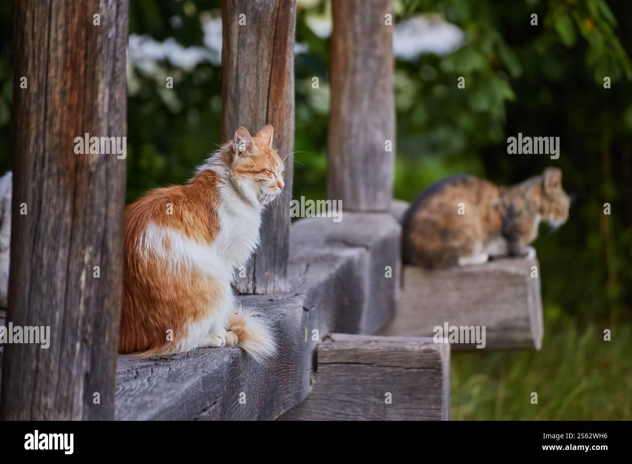 A group of five friendly cats with different coat colors posing side by ...