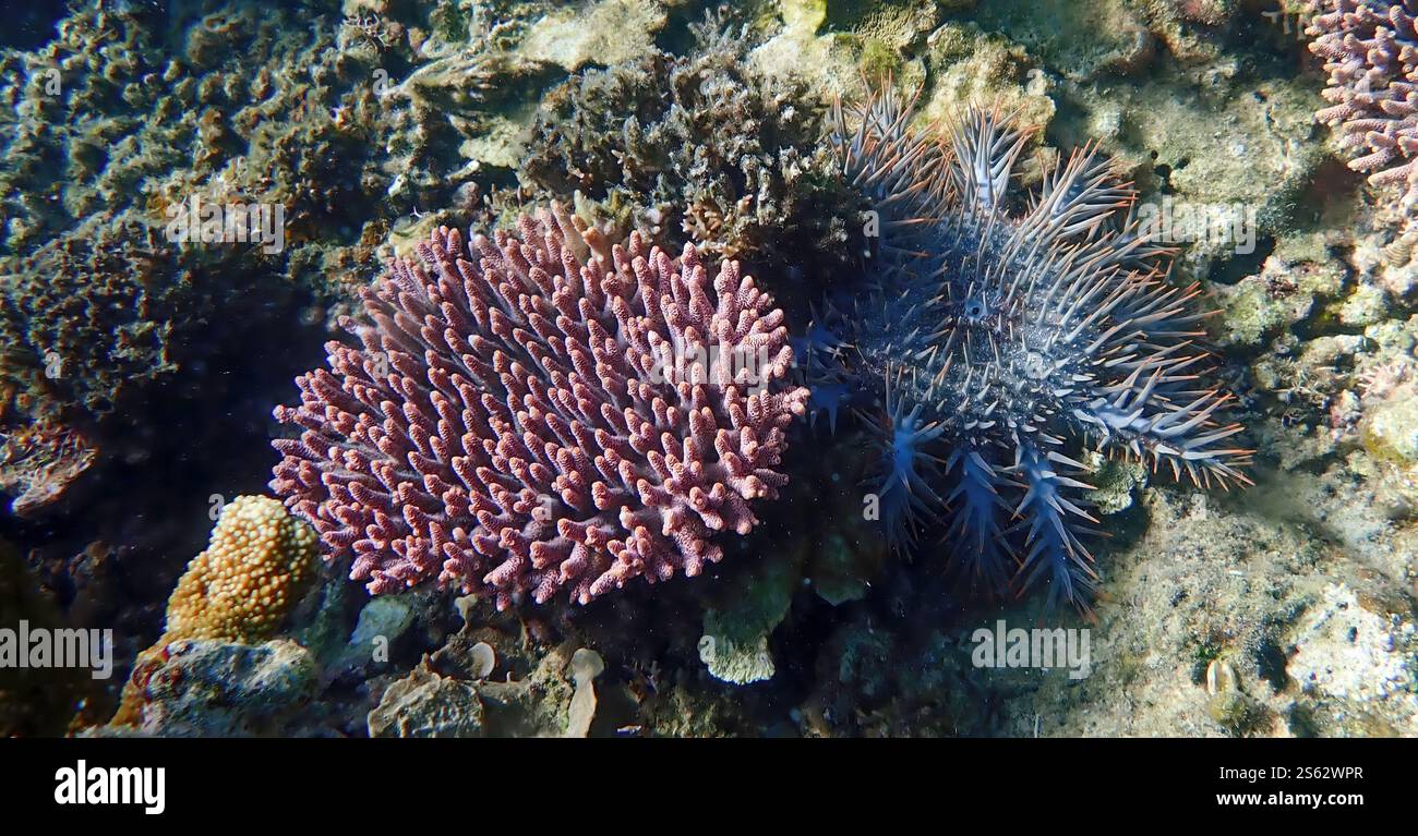Crown-of-Thorns starfish with red and blue spines next to pink live ...