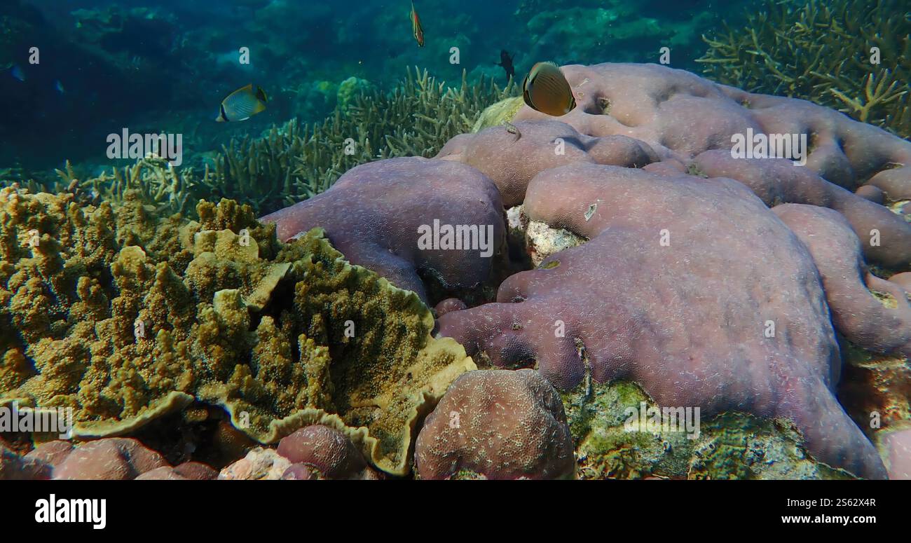 Colorful coral reef ecosystem with Oval butterflyfish, surrounded by ...