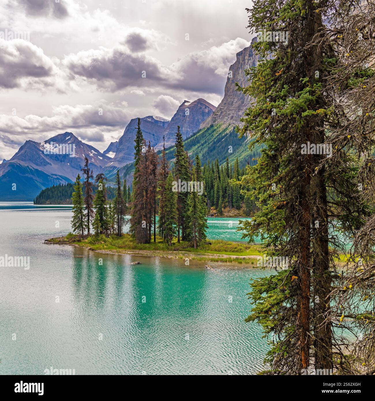 Spirit Island in square format with lodgepole pines, Jasper national ...