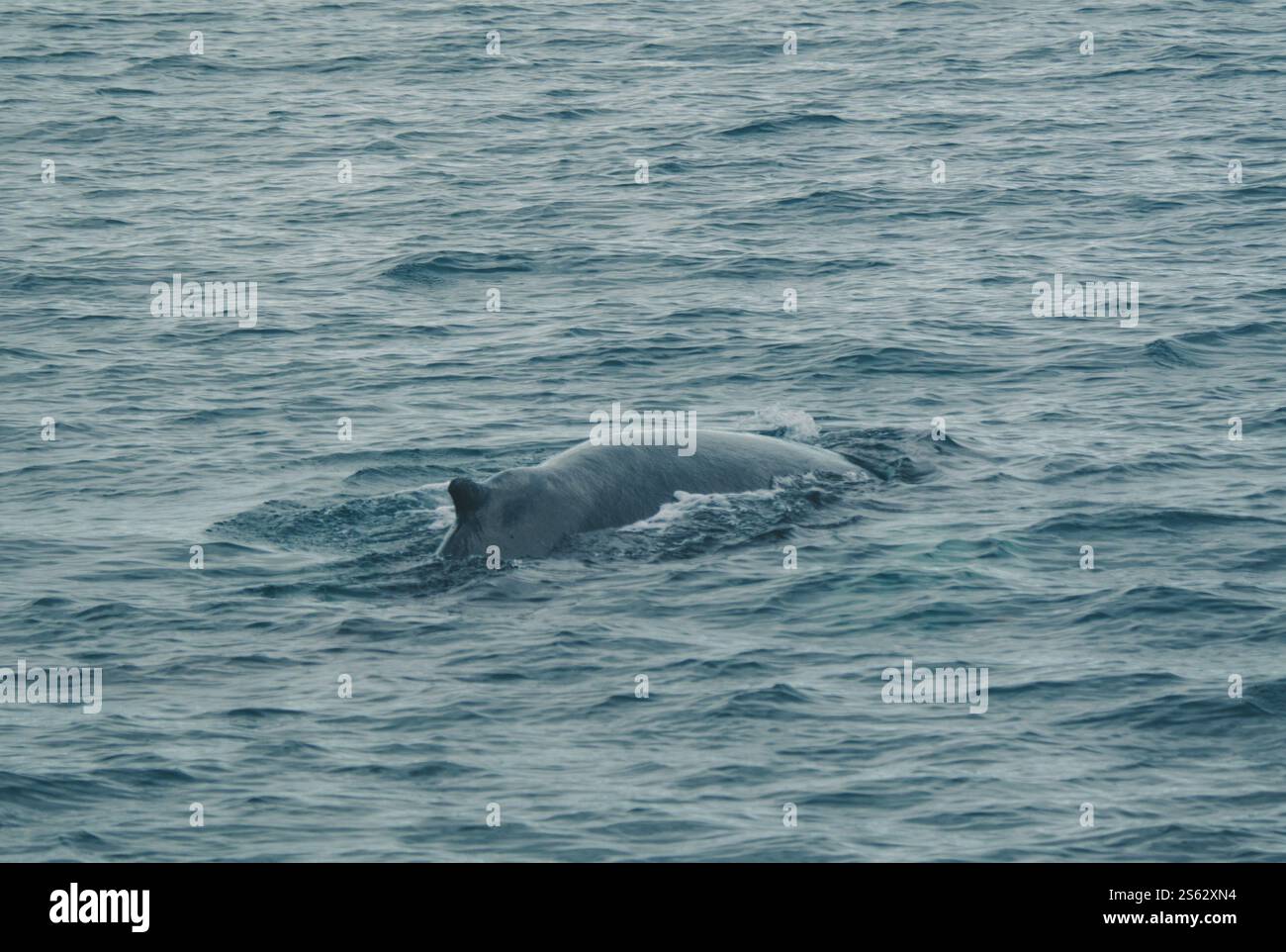 Humpback whale surfacing in the ocean near Húsavík, North Iceland ...