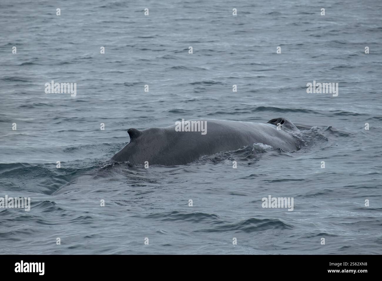 Humpback whale surfacing in the ocean near Húsavík, North Iceland ...