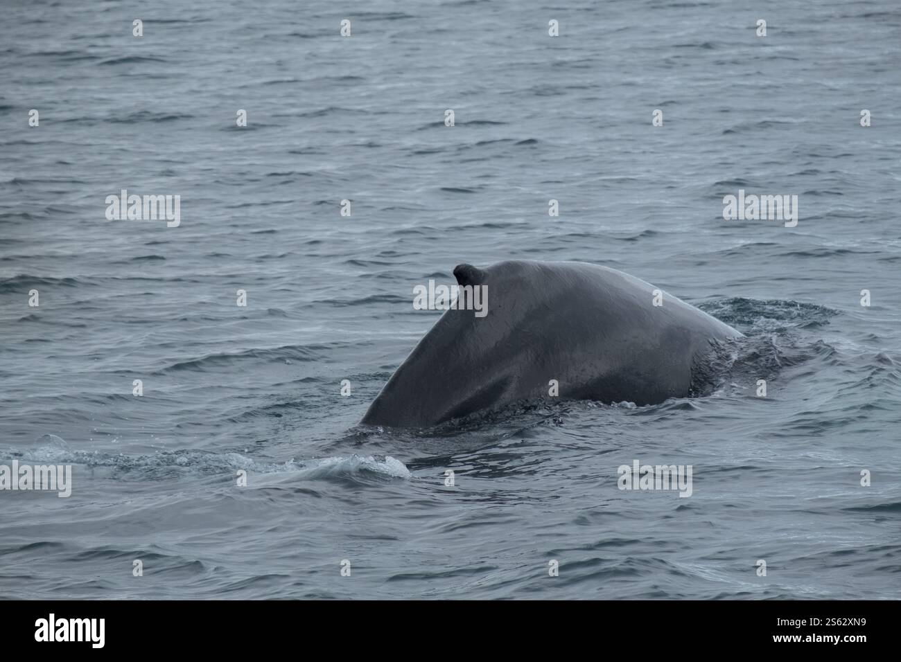 Humpback whale surfacing in the ocean near Húsavík, North Iceland ...