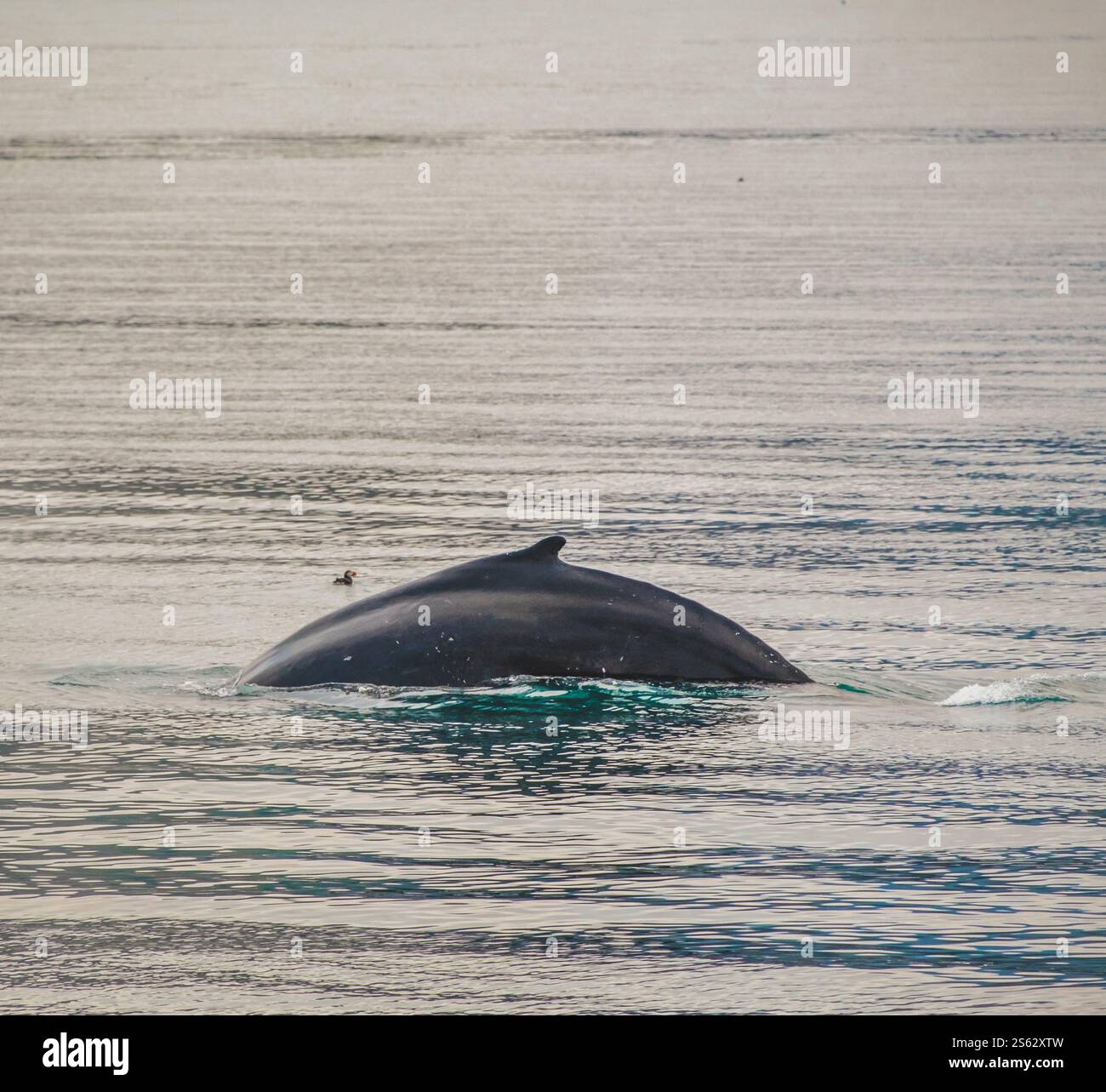 Humpback whale surfacing in calm waters near Húsavík, North Iceland, a ...