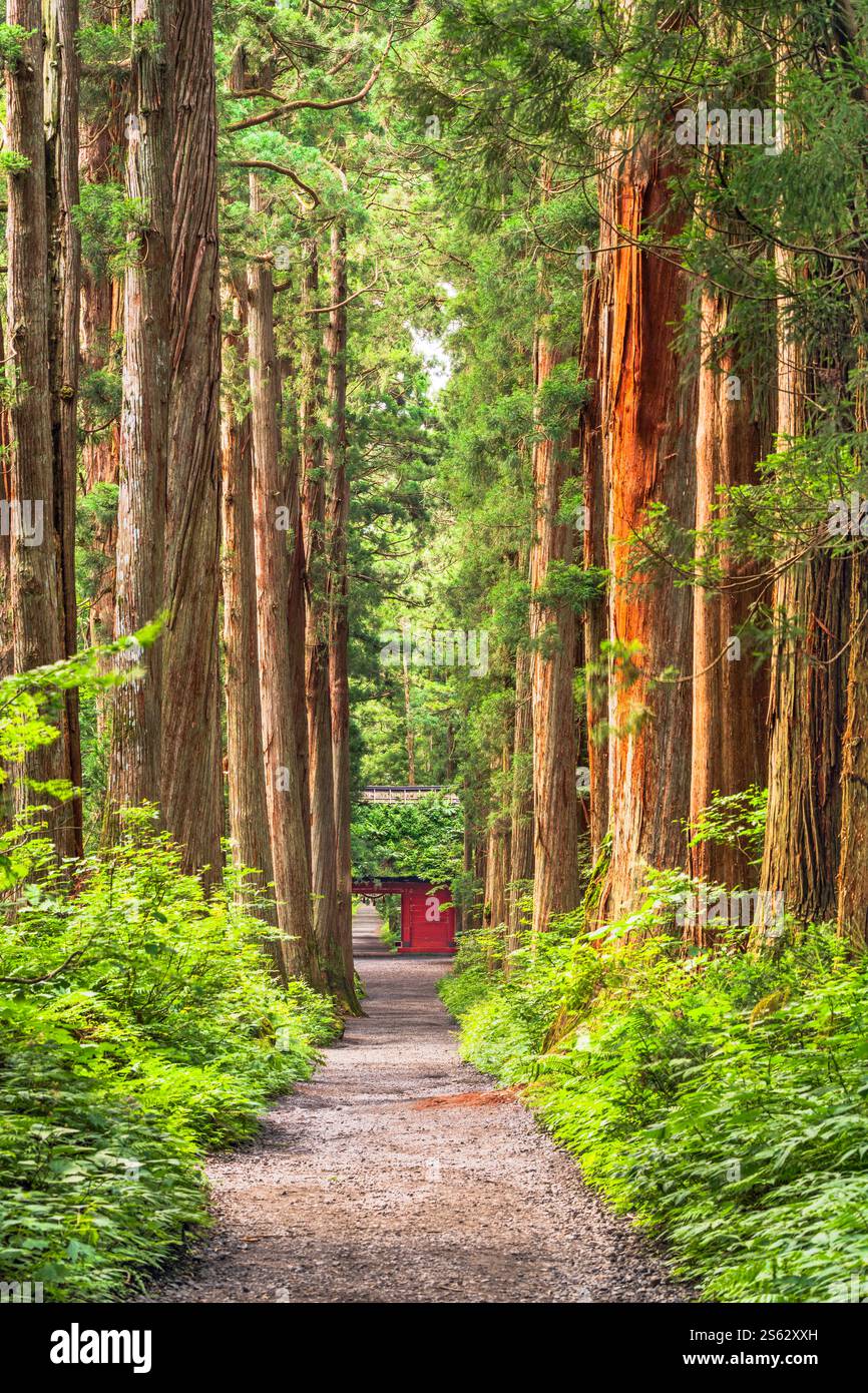 Togakushi Shrine in Nagano, Japan with the cedar tree-lined path Stock ...