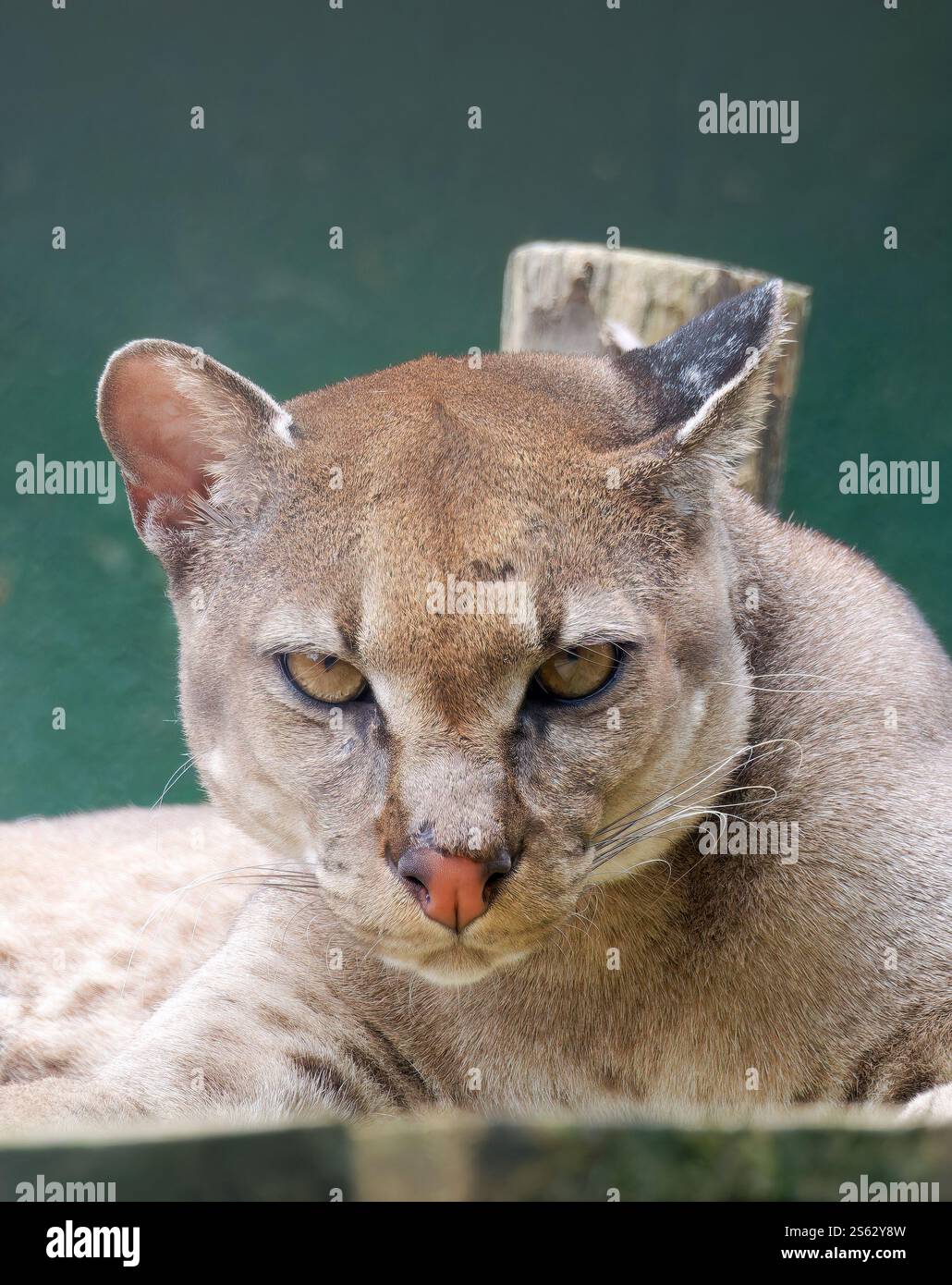 African golden cat, Afrikanische Goldkatze, Chat doré d'Afrique ...