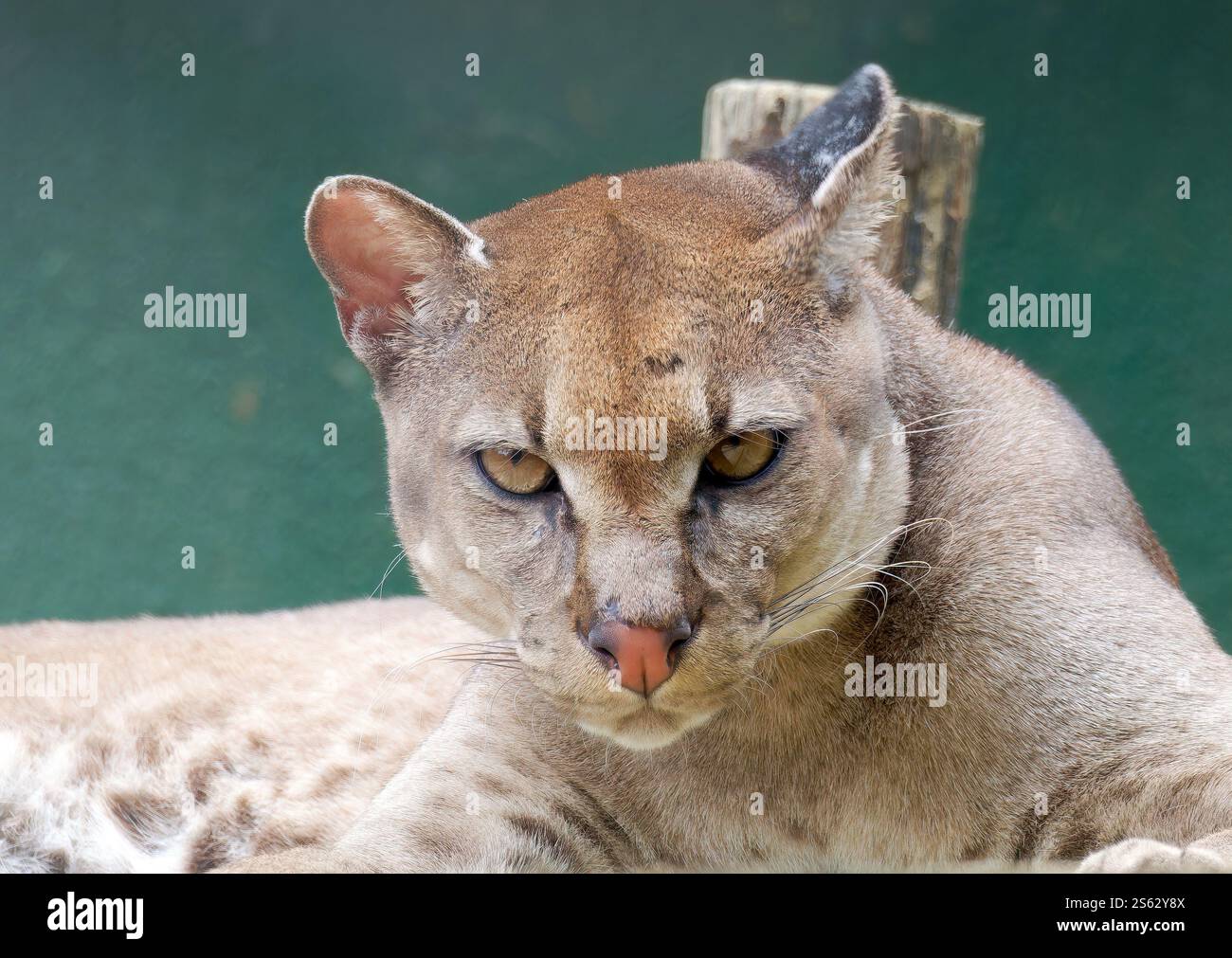African golden cat, Afrikanische Goldkatze, Chat doré d'Afrique ...