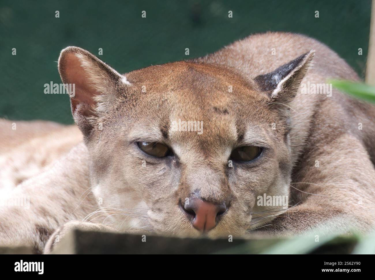 African golden cat, Afrikanische Goldkatze, Chat doré d'Afrique ...