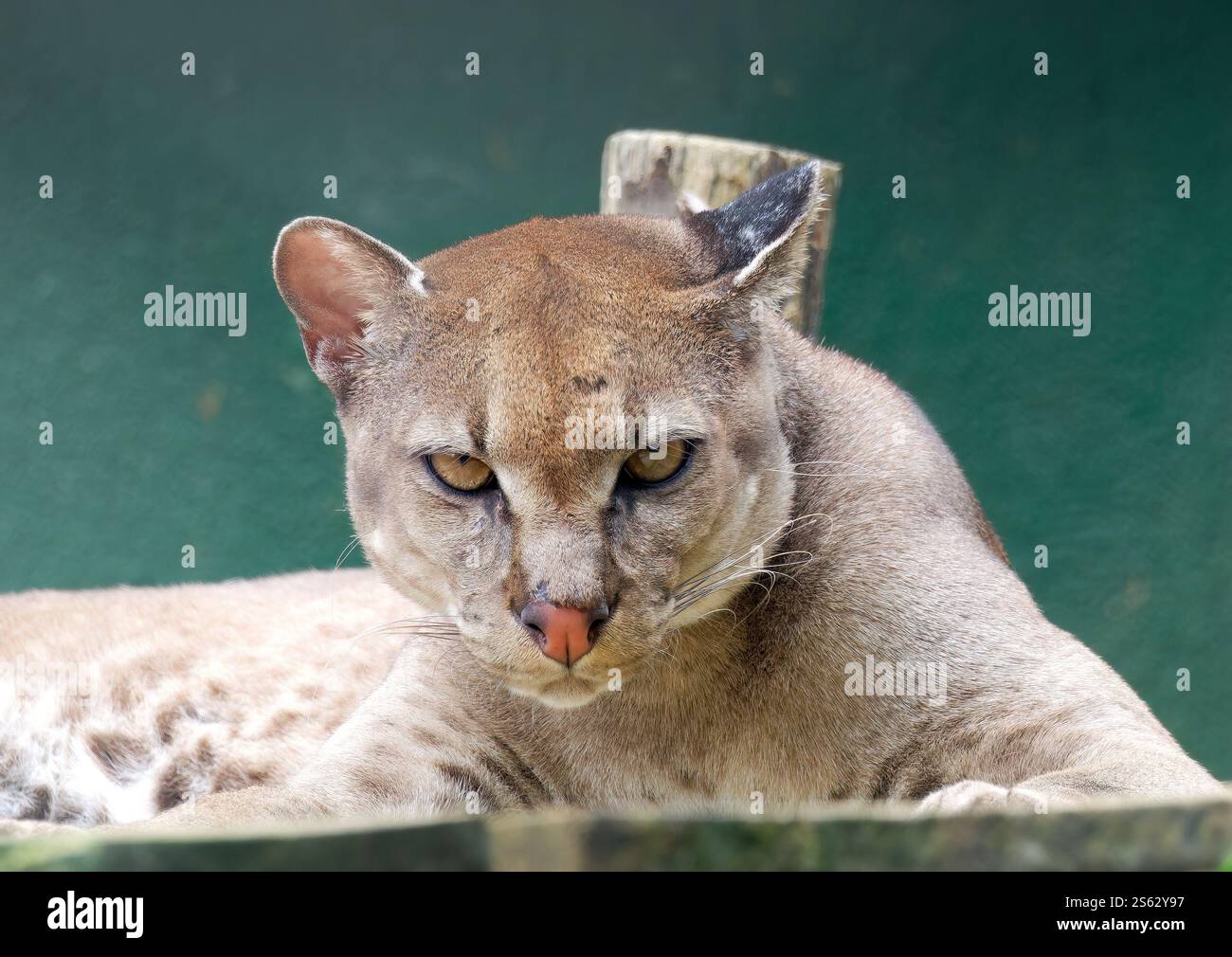 African golden cat, Afrikanische Goldkatze, Chat doré d'Afrique ...