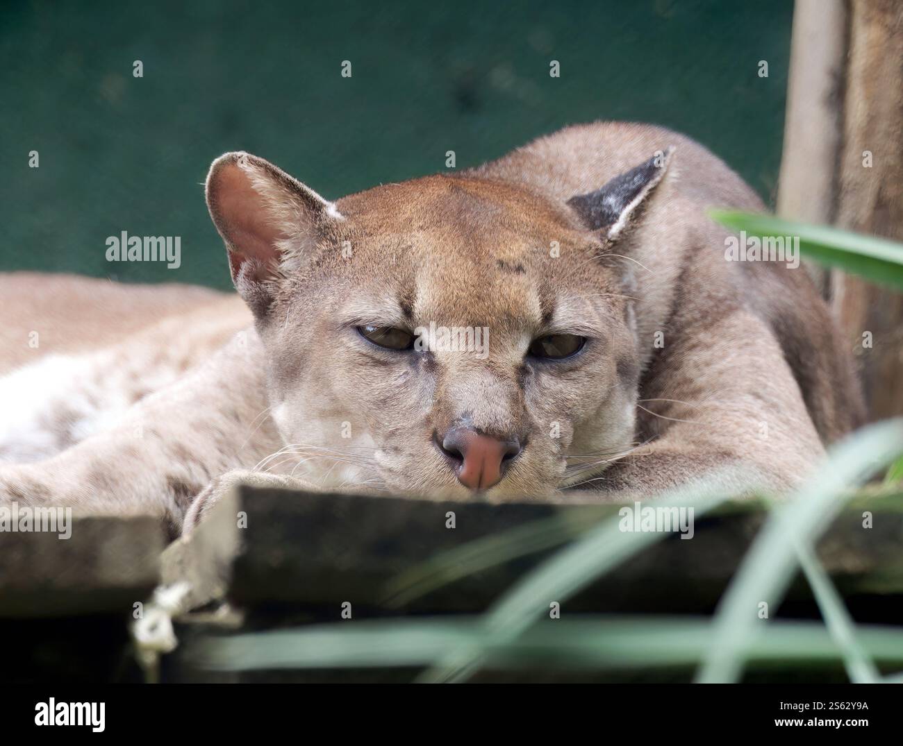 African golden cat, Afrikanische Goldkatze, Chat doré d'Afrique ...