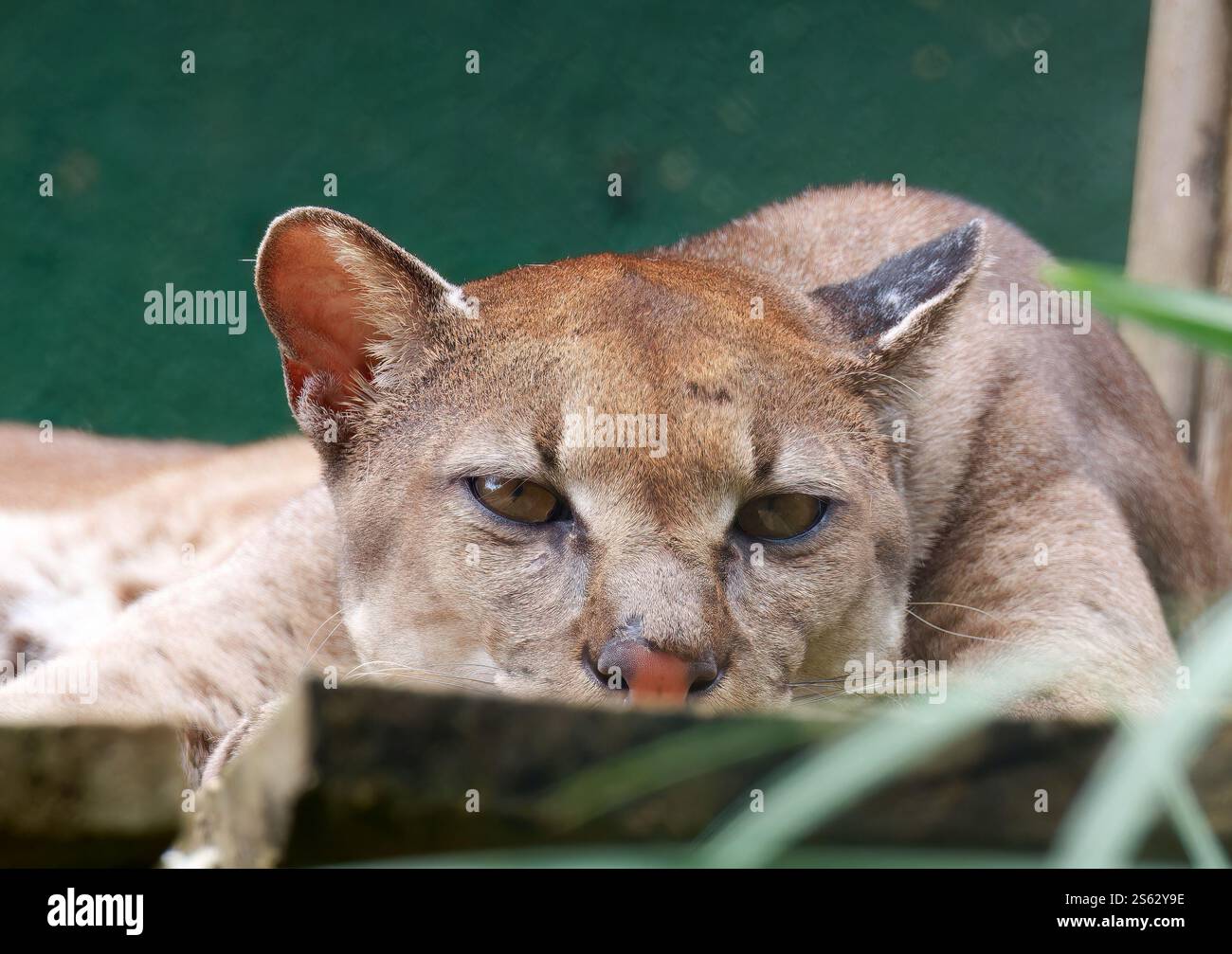 African golden cat, Afrikanische Goldkatze, Chat doré d'Afrique ...