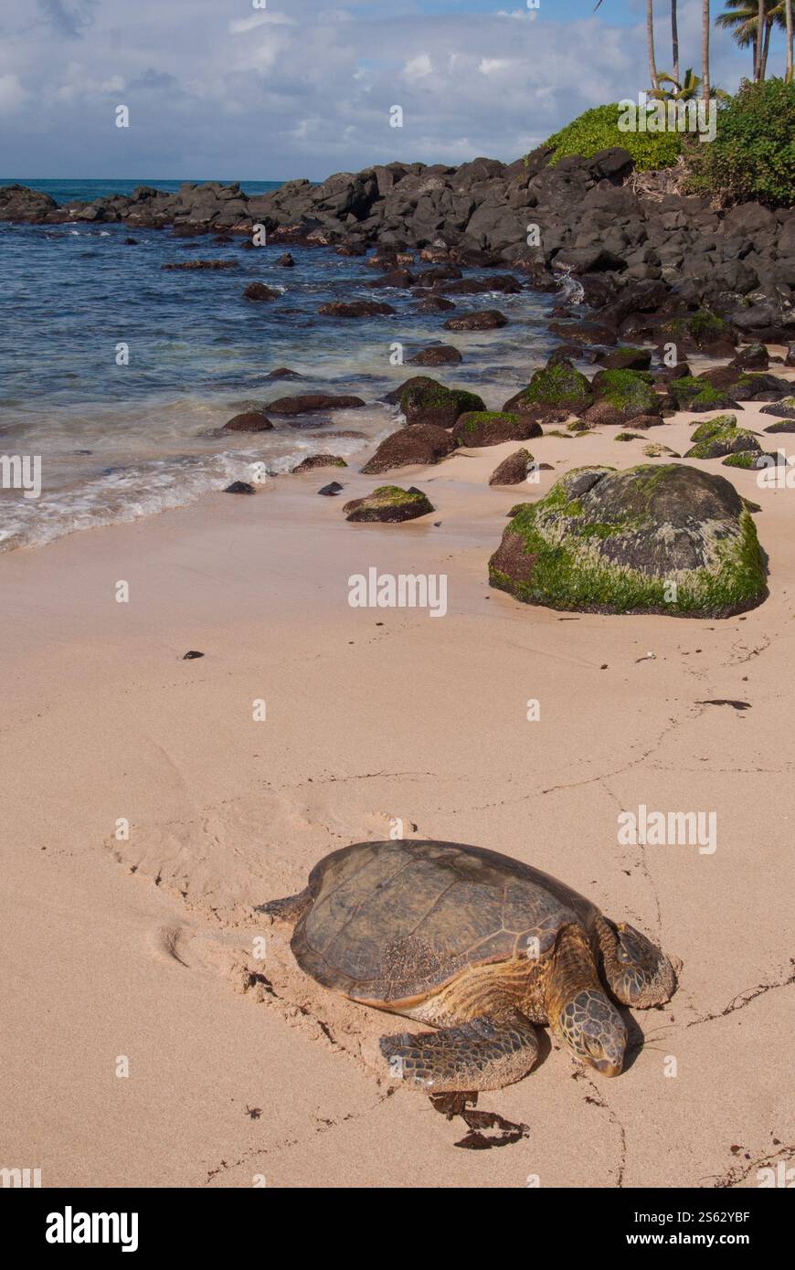 Endangered Hawaiian Sea Turtles sunbathing at Waimea Bay Beach park Stock Photo - Alamy