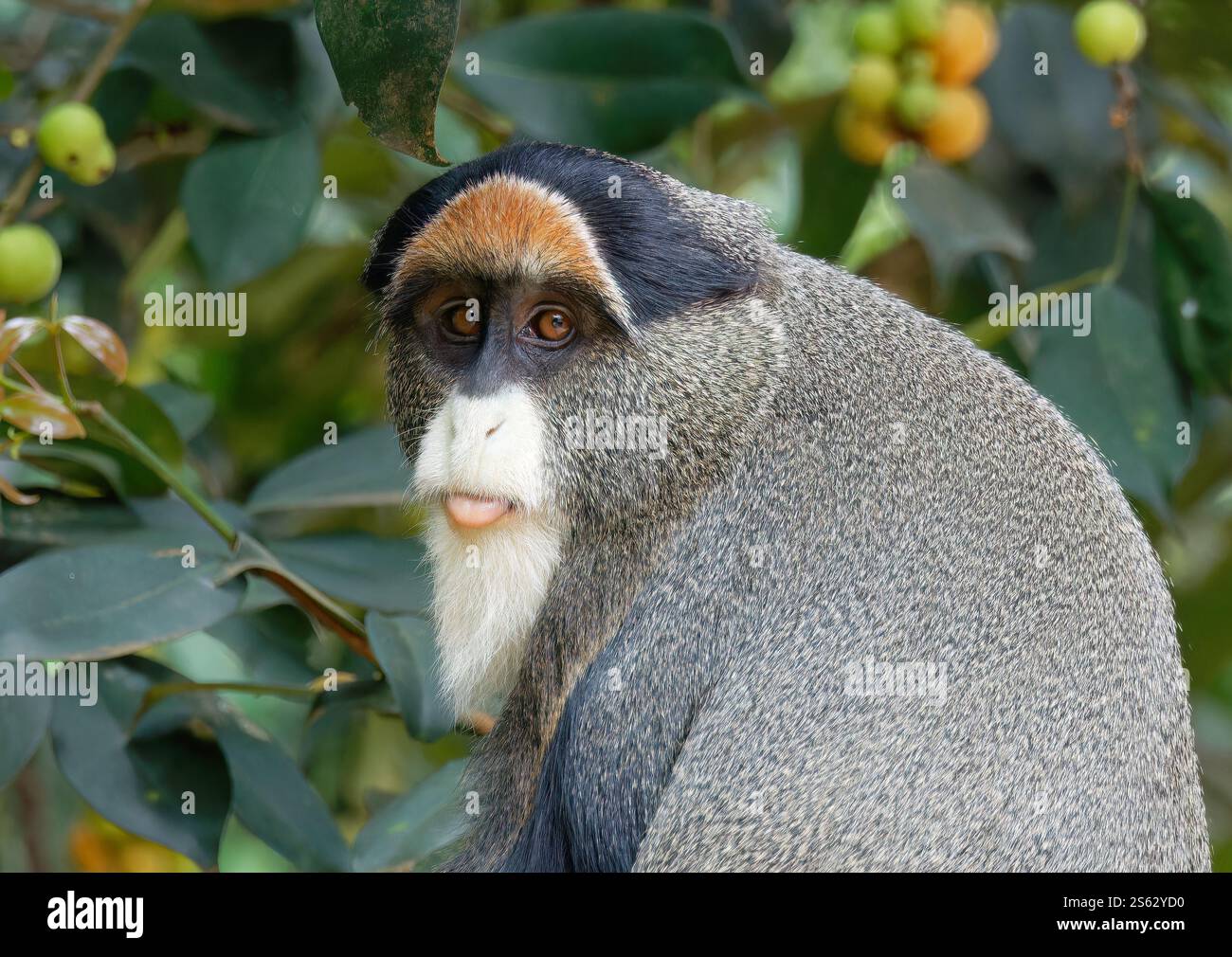 De Brazza's monkey, Brazzameerkatze, cercopithèque de Brazza ...