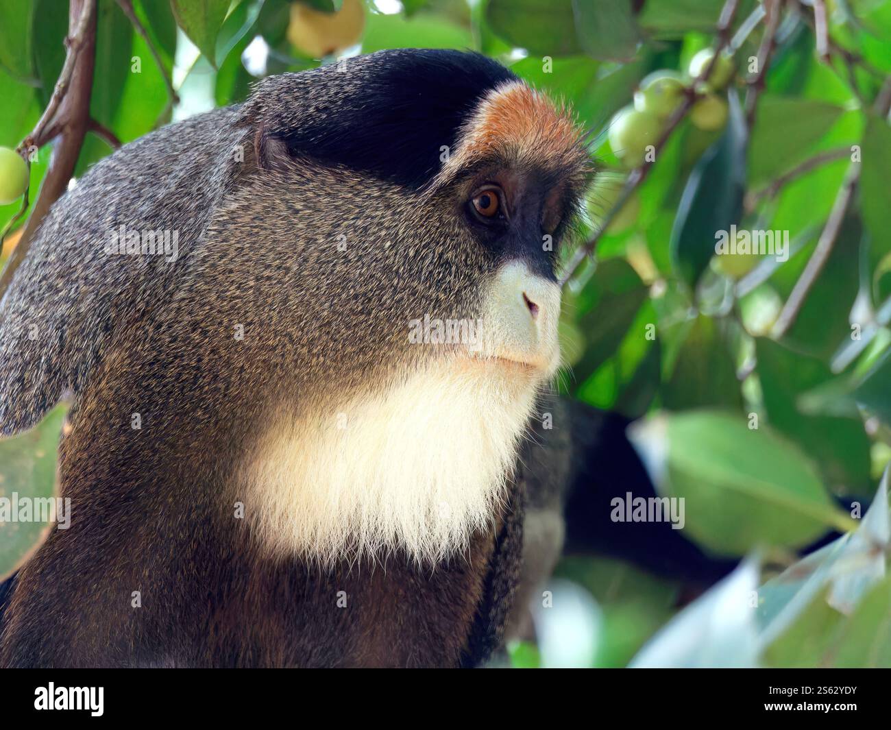 De Brazza's monkey, Brazzameerkatze, cercopithèque de Brazza ...