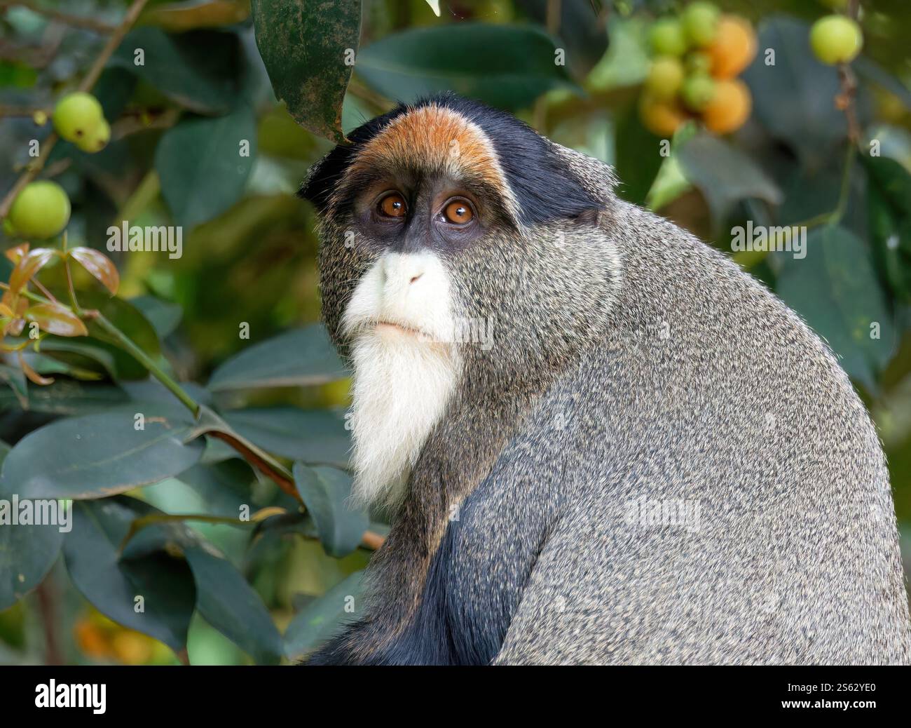 De Brazza's monkey, Brazzameerkatze, cercopithèque de Brazza ...