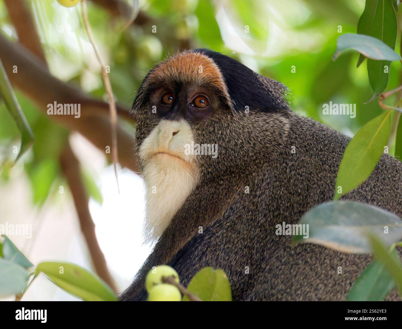 De Brazza's monkey, Brazzameerkatze, cercopithèque de Brazza ...