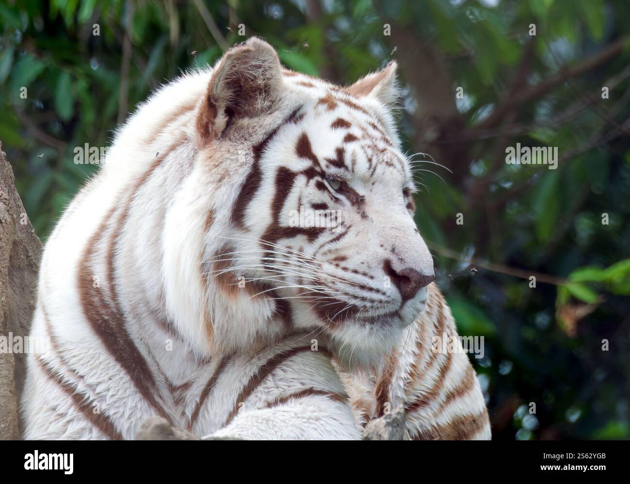 white tiger or bleached tiger, Bengal tiger, Königstiger, Tigre ...
