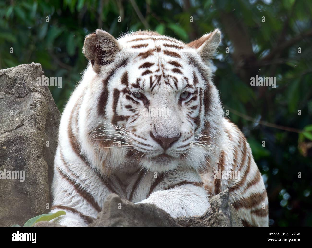 white tiger or bleached tiger, Bengal tiger, Königstiger, Tigre ...