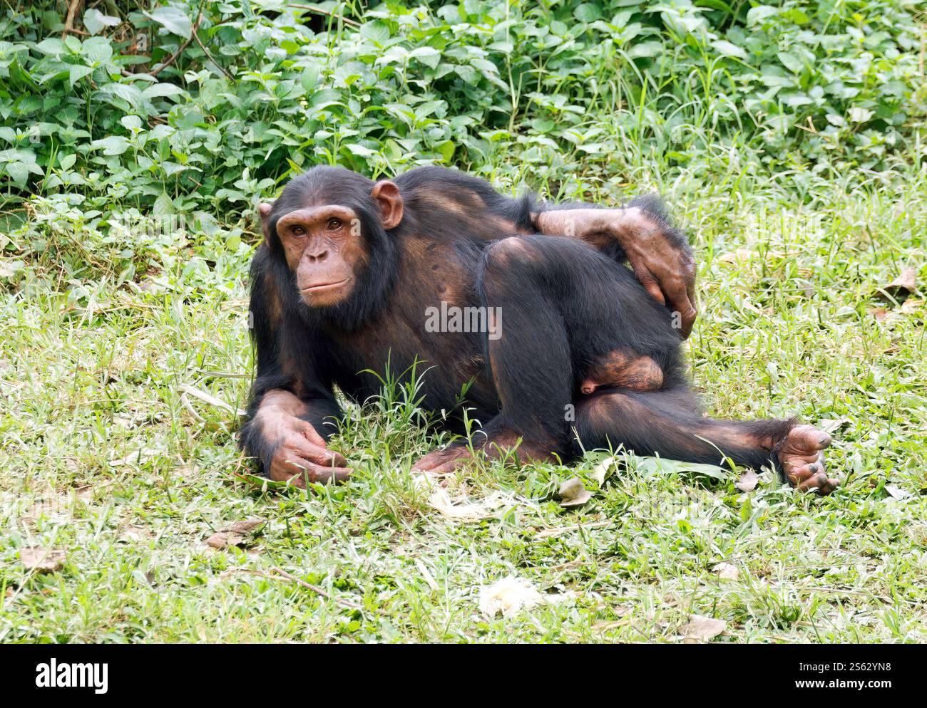 Fauna de africa oriental hi-res stock photography and images - Alamy