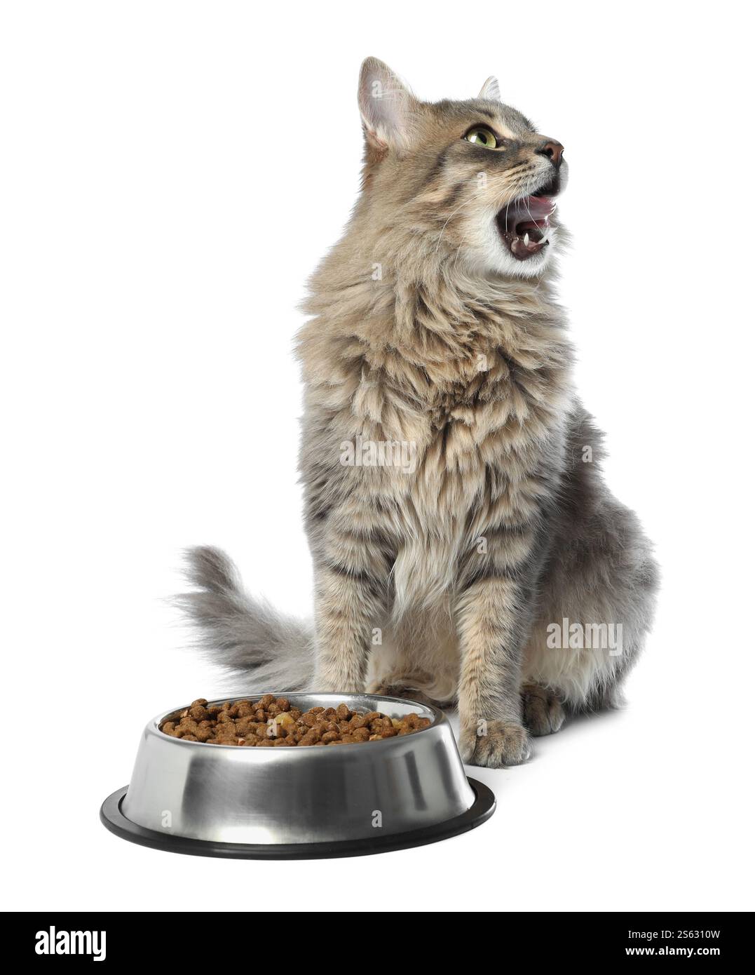 Fluffy cat near white Cut Out Stock Images & Pictures - Alamy