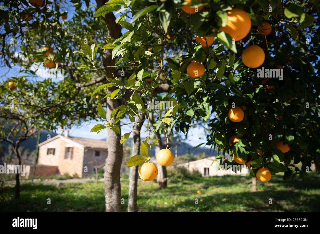 Soller, Spain. 15th Jan, 2025. Orange trees in the fields of Soller in ...