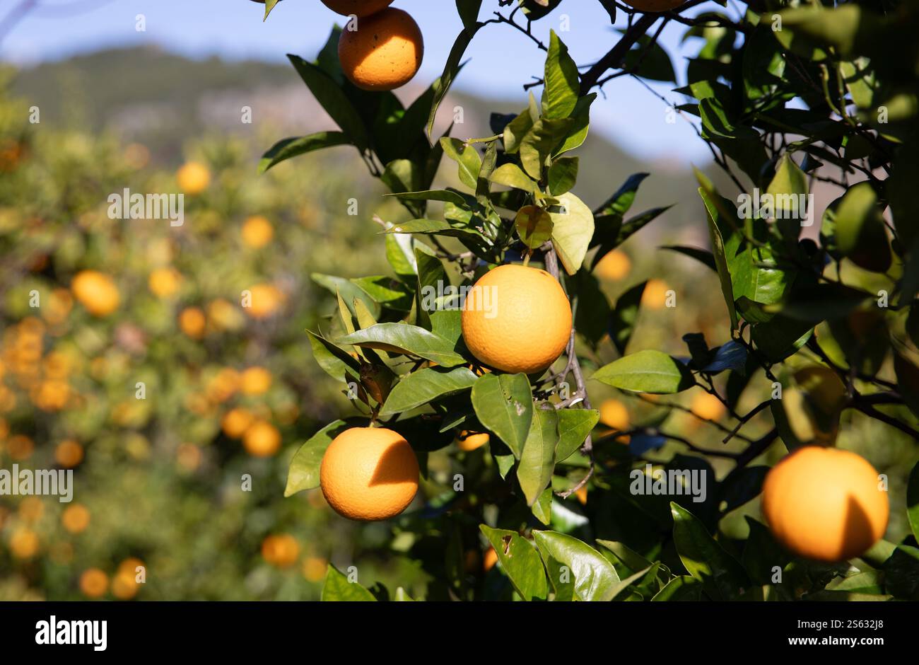 Soller, Spain. 15th Jan, 2025. Orange trees in the fields of Soller in ...