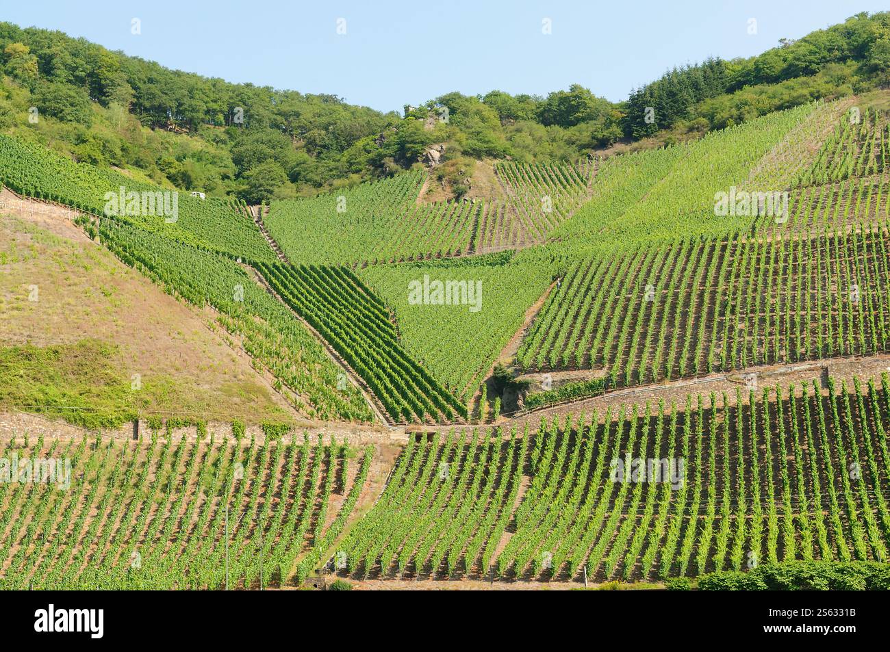Rhine river germany vinyards hi-res stock photography and images - Alamy