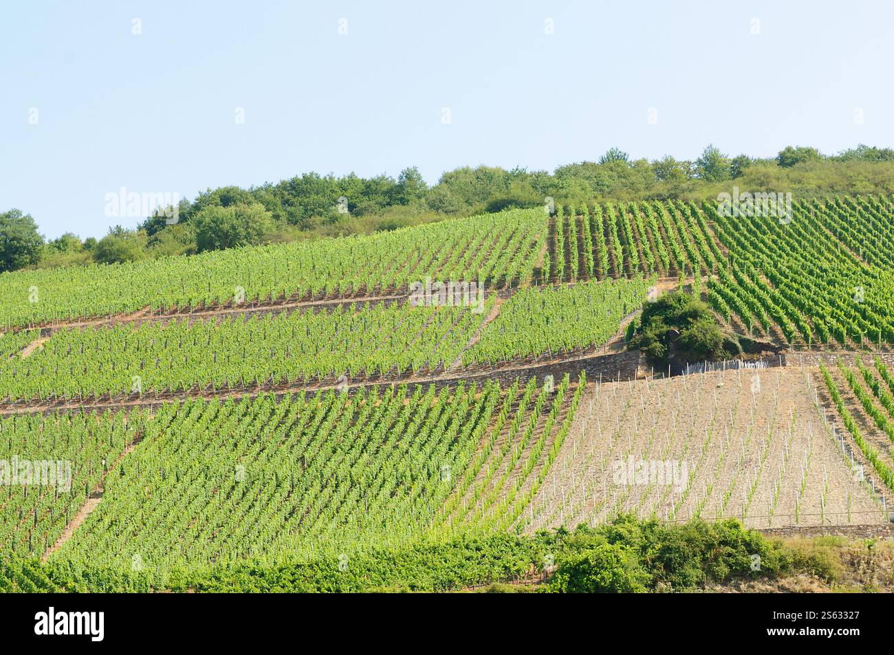 Rhine river germany vinyards hi-res stock photography and images - Alamy