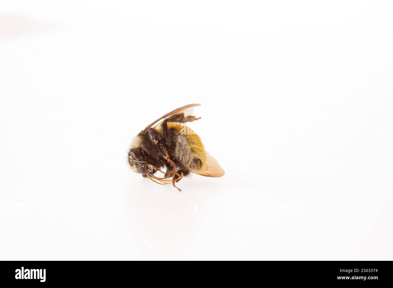 Royal jelly larvae Cut Out Stock Images & Pictures - Alamy