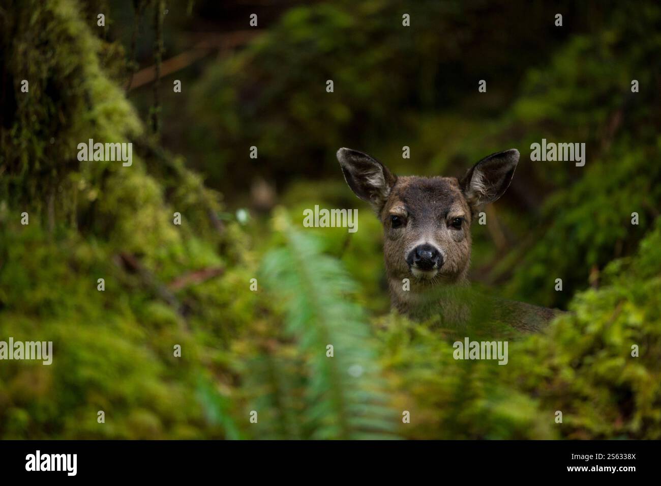 Sitka Blacktail Deer (Odocoileus hemionus sitkensis) in old growth ...