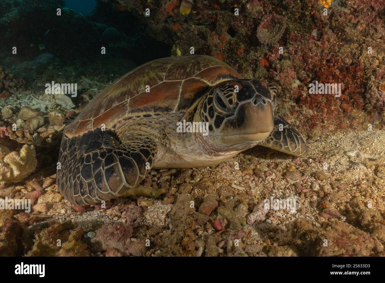 Hawksbill sea turtle in the Sea of the Philippines Stock Photo - Alamy