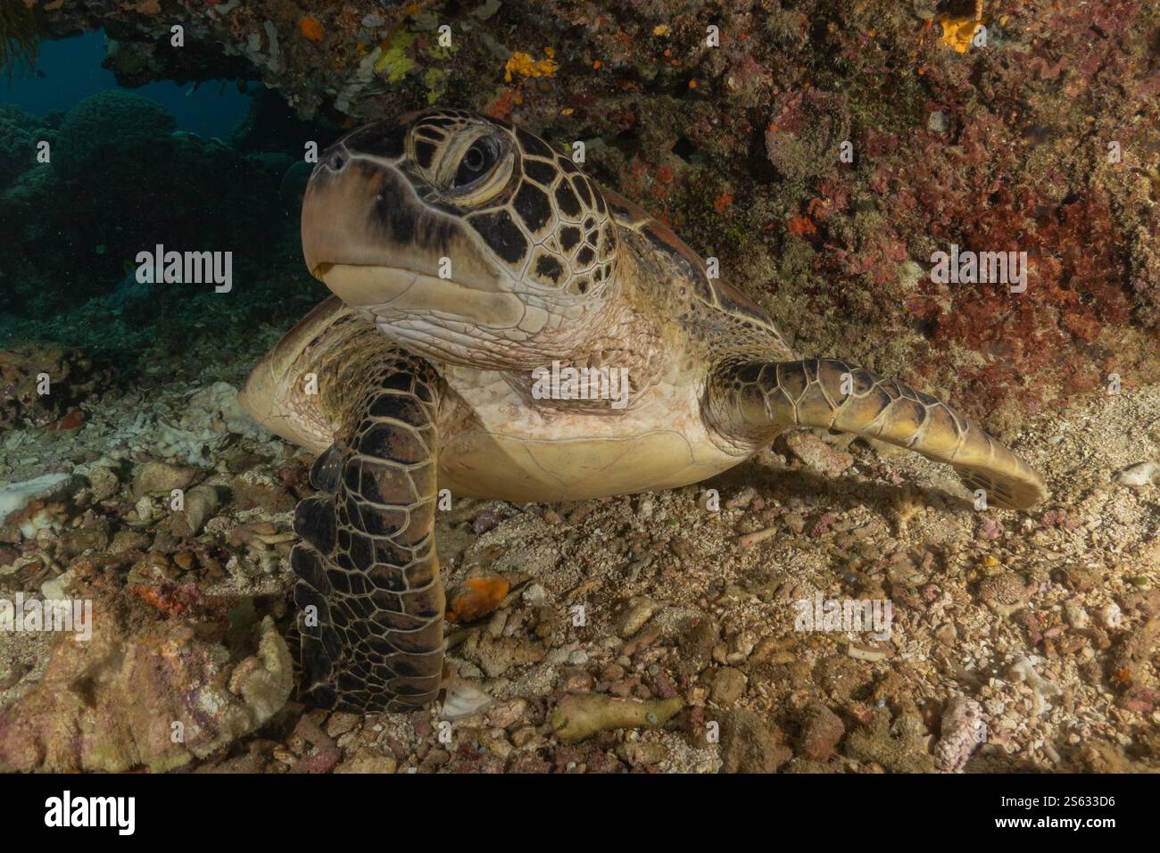 Hawksbill sea turtle in the Sea of the Philippines Stock Photo - Alamy