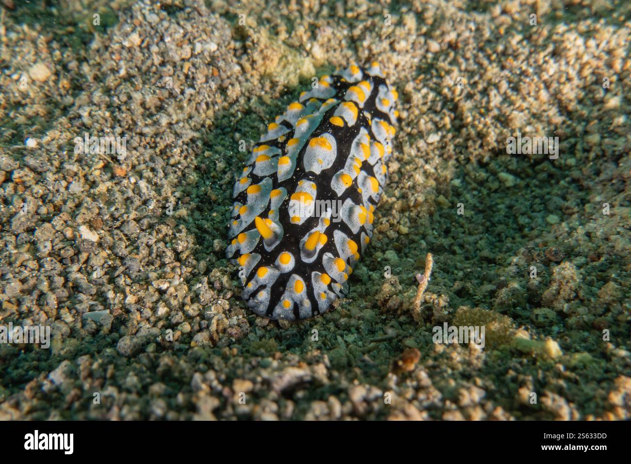 Sea slug in the Sea of the Philippines Stock Photo - Alamy