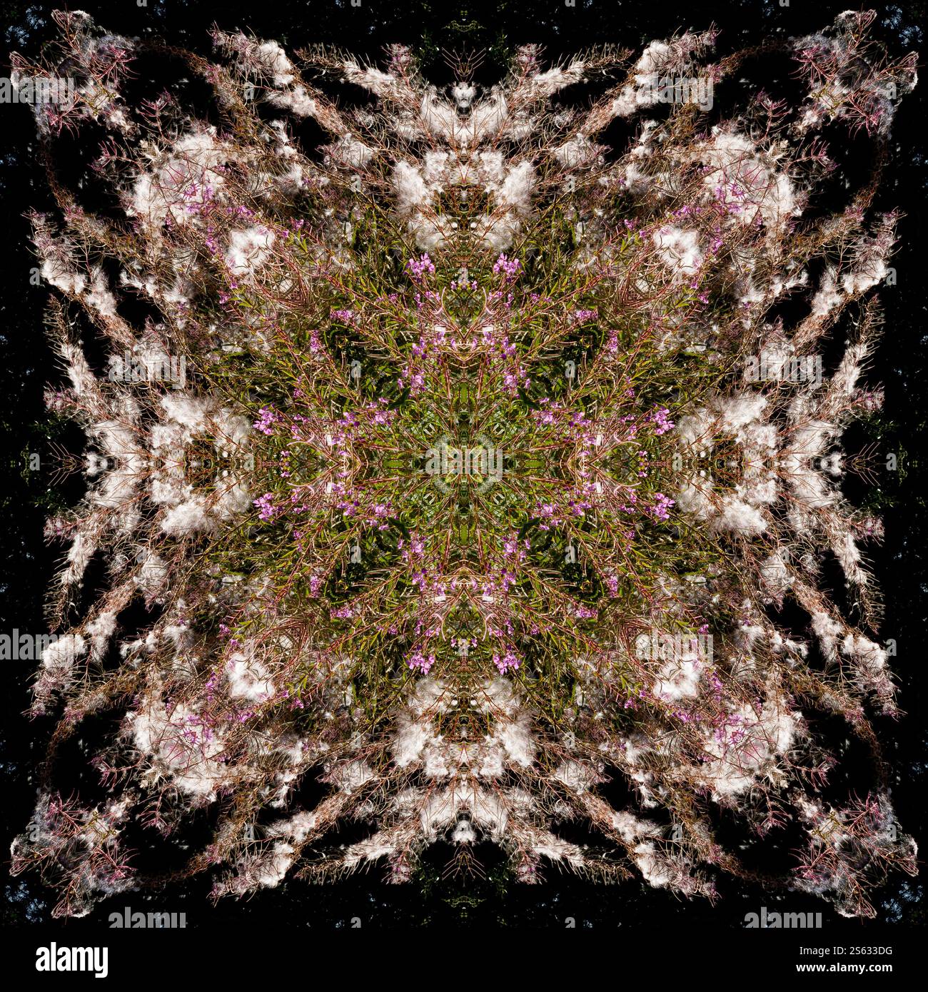 Wind blowing seeds off hi-res stock photography and images - Alamy