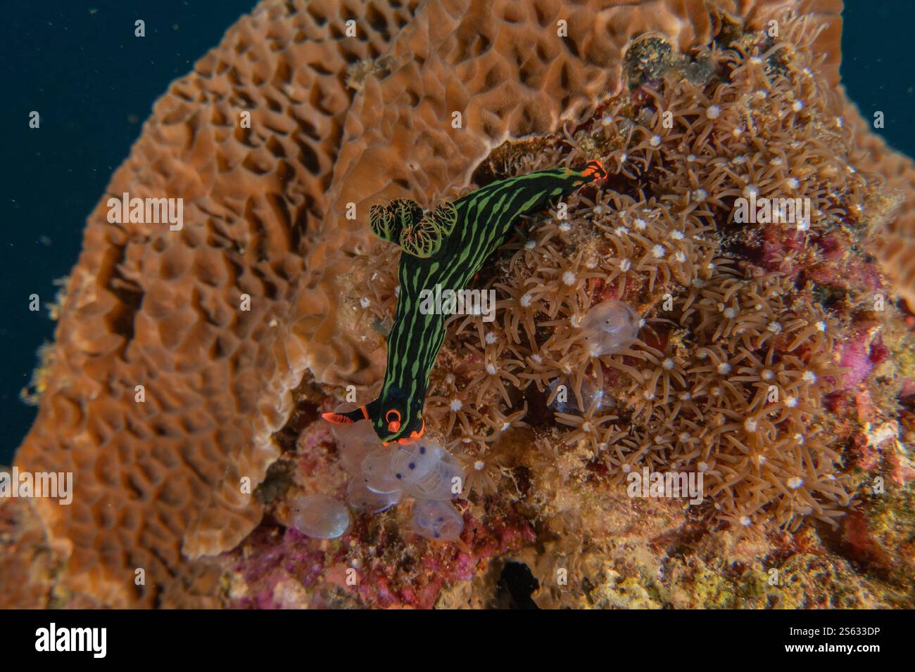 Sea slug in the Sea of the Philippines Stock Photo - Alamy