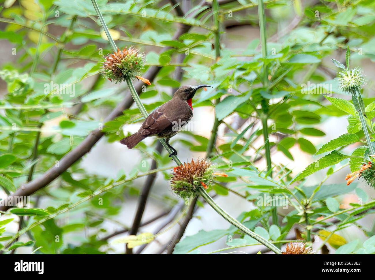 scarlet-chested sunbird, Rotbrust-Glanzköpfchen, Souimanga à poitrine ...