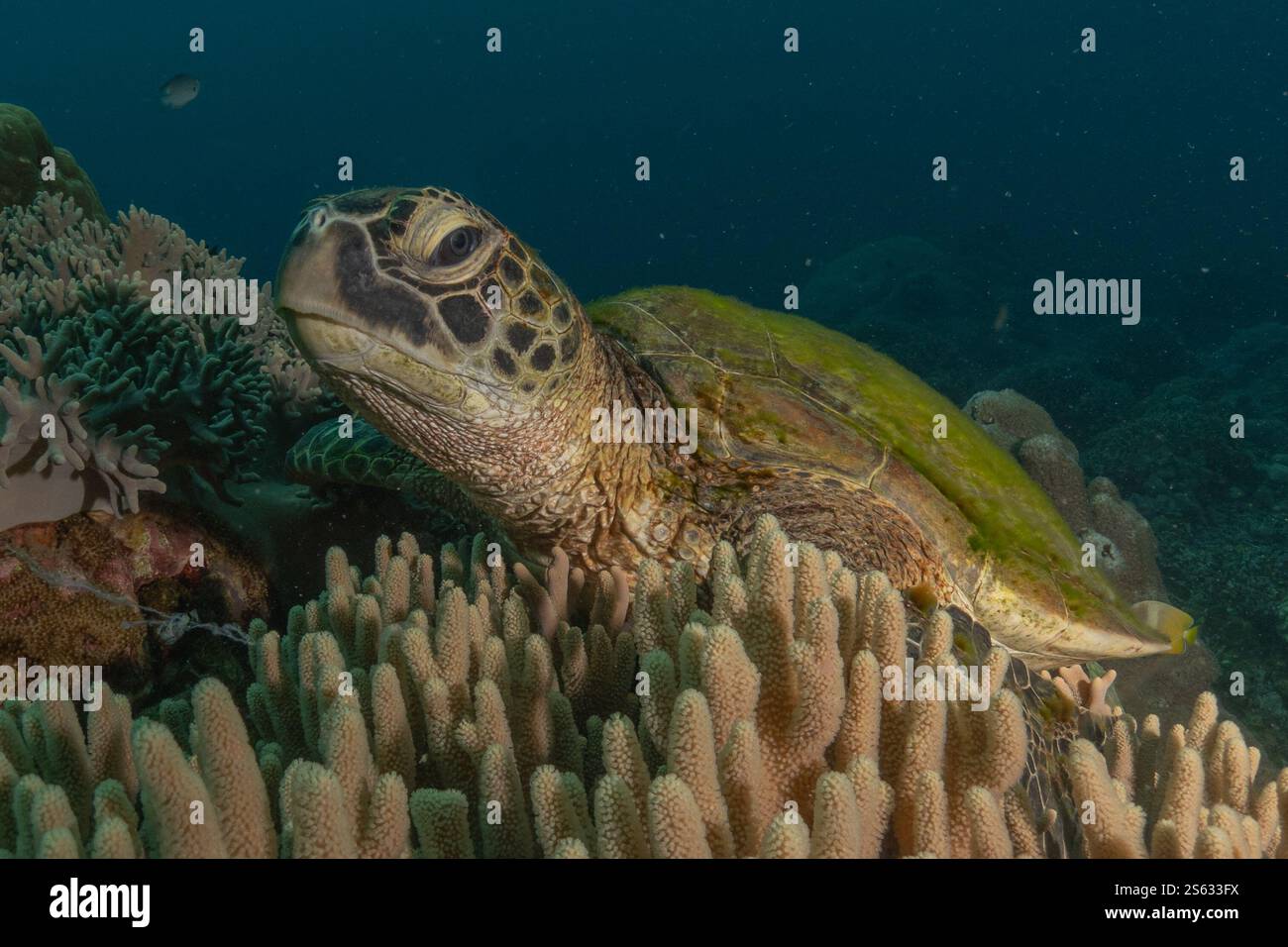 Hawksbill sea turtle in the Sea of the Philippines Stock Photo - Alamy