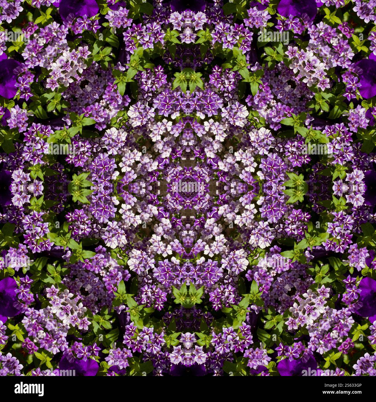 Varigated flowers hi-res stock photography and images - Alamy