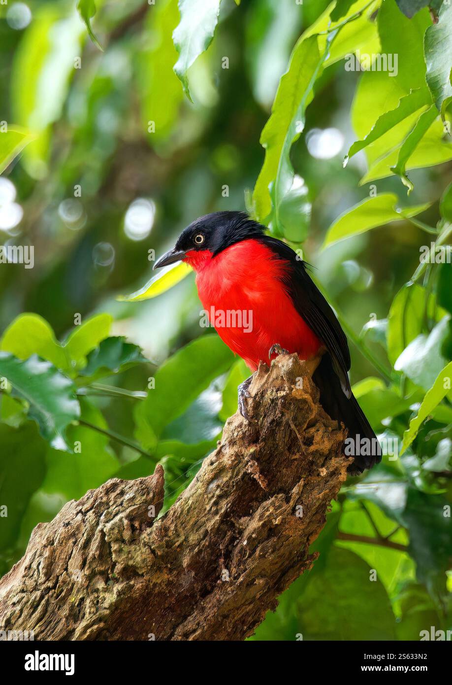 black-headed gonolek, Scharlachwürger, Gonolek à ventre rouge ...